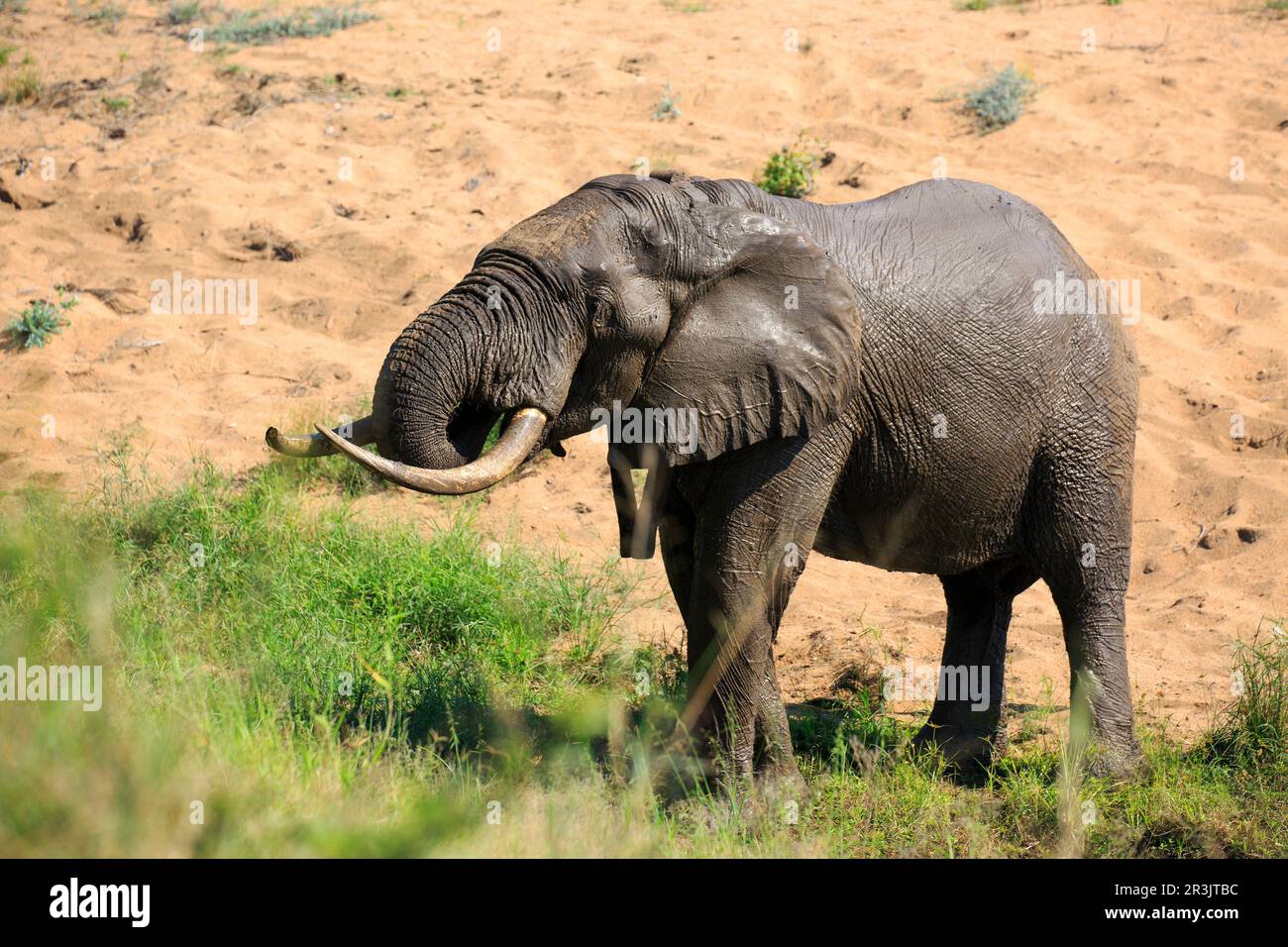 Groayer bulle hi-res stock photography and images - Alamy