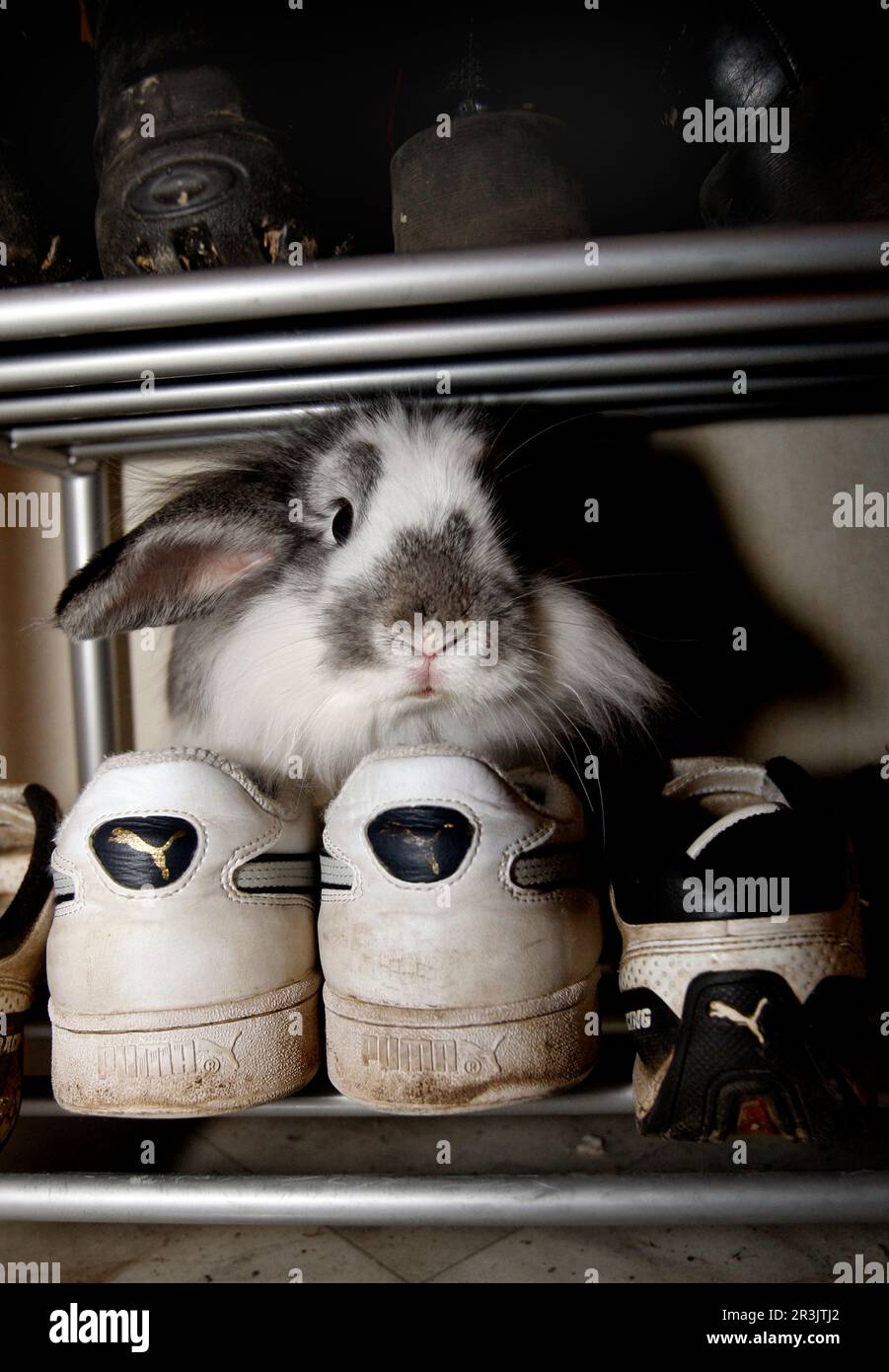 Rack rabbit hi-res stock photography and images - Alamy