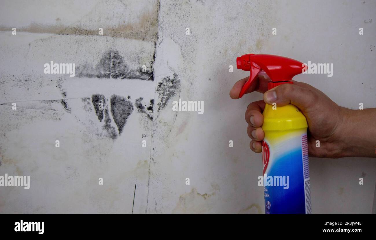 removing black mold from the wall. selective focus Stock Photo - Alamy removing black mold from the wall. selective focus Stock Photo - Alamy