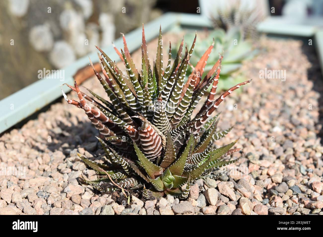 Water storing plants hi-res stock photography and images - Alamy