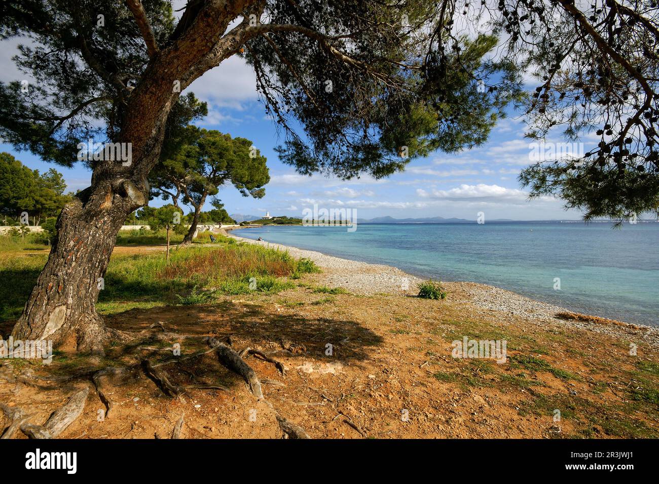 Playa de Alcanada.Alcudia.Mallorca.Baleares.España Stock Photo - Alamy