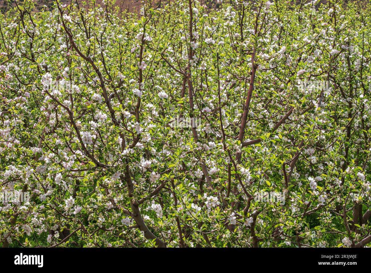 apple trees in bloom, Ait Said, MGoun trek, Bougames valley, Atlas ...