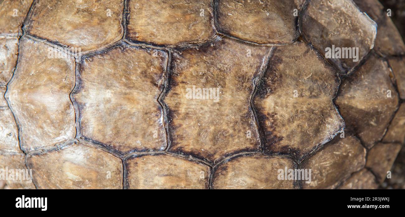 Guadiana spanish pond turtle shell. Natural light. Long format Stock ...
