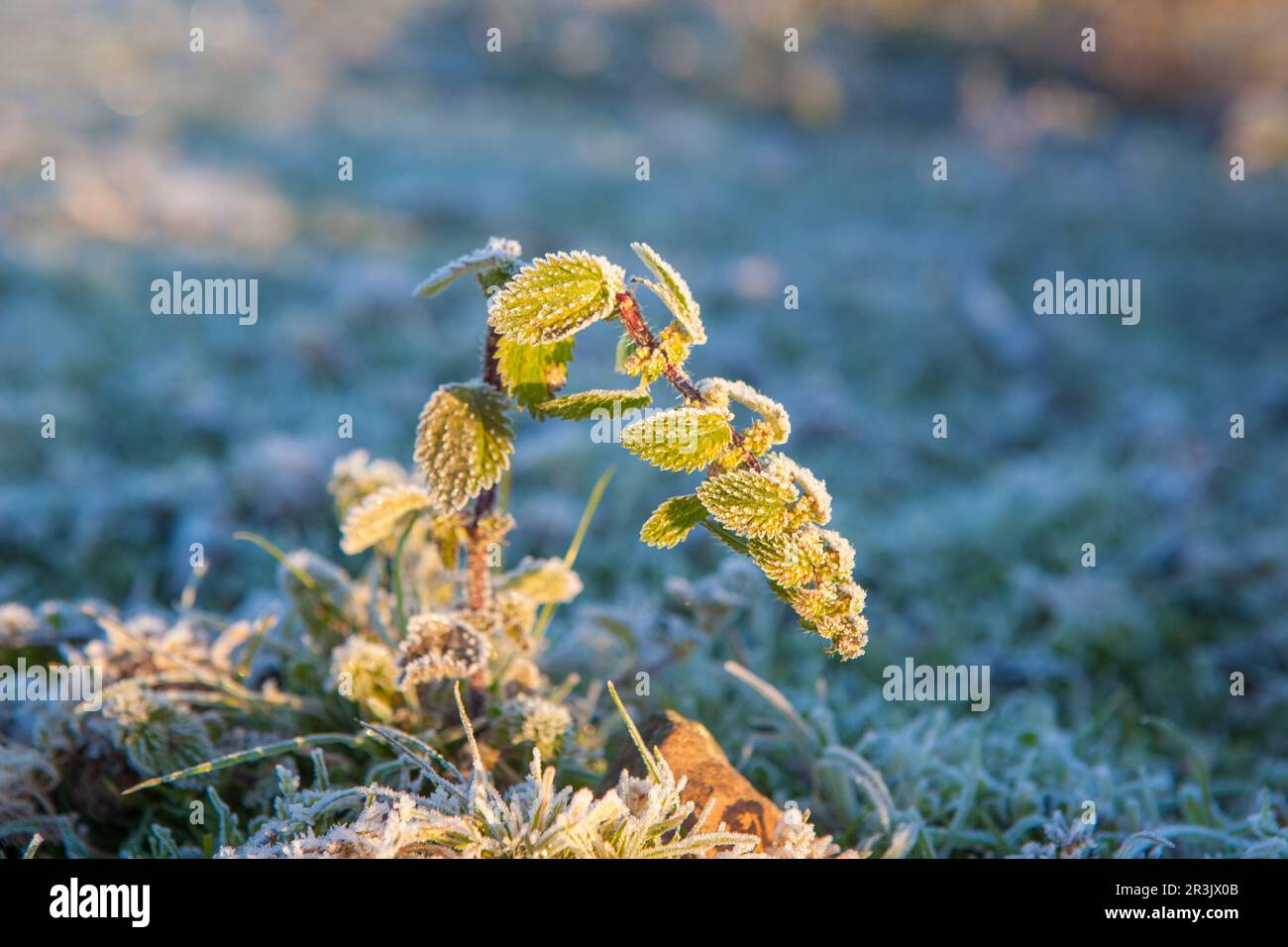Frost plant of nettle, urtica urens. Shot done from floor a cold winter ...