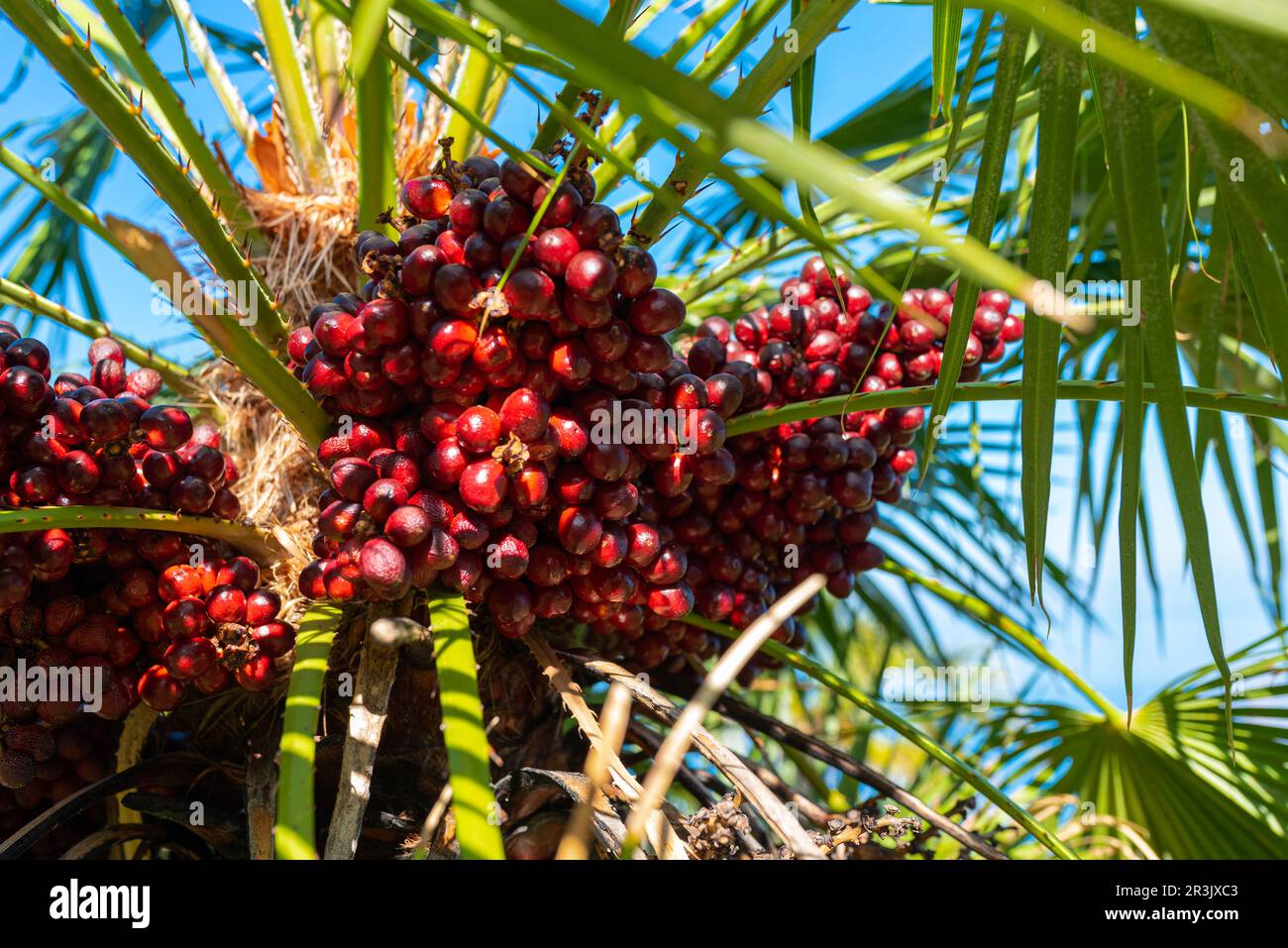 Fruits of the European fan palm in Sicily Stock Photo - Alamy