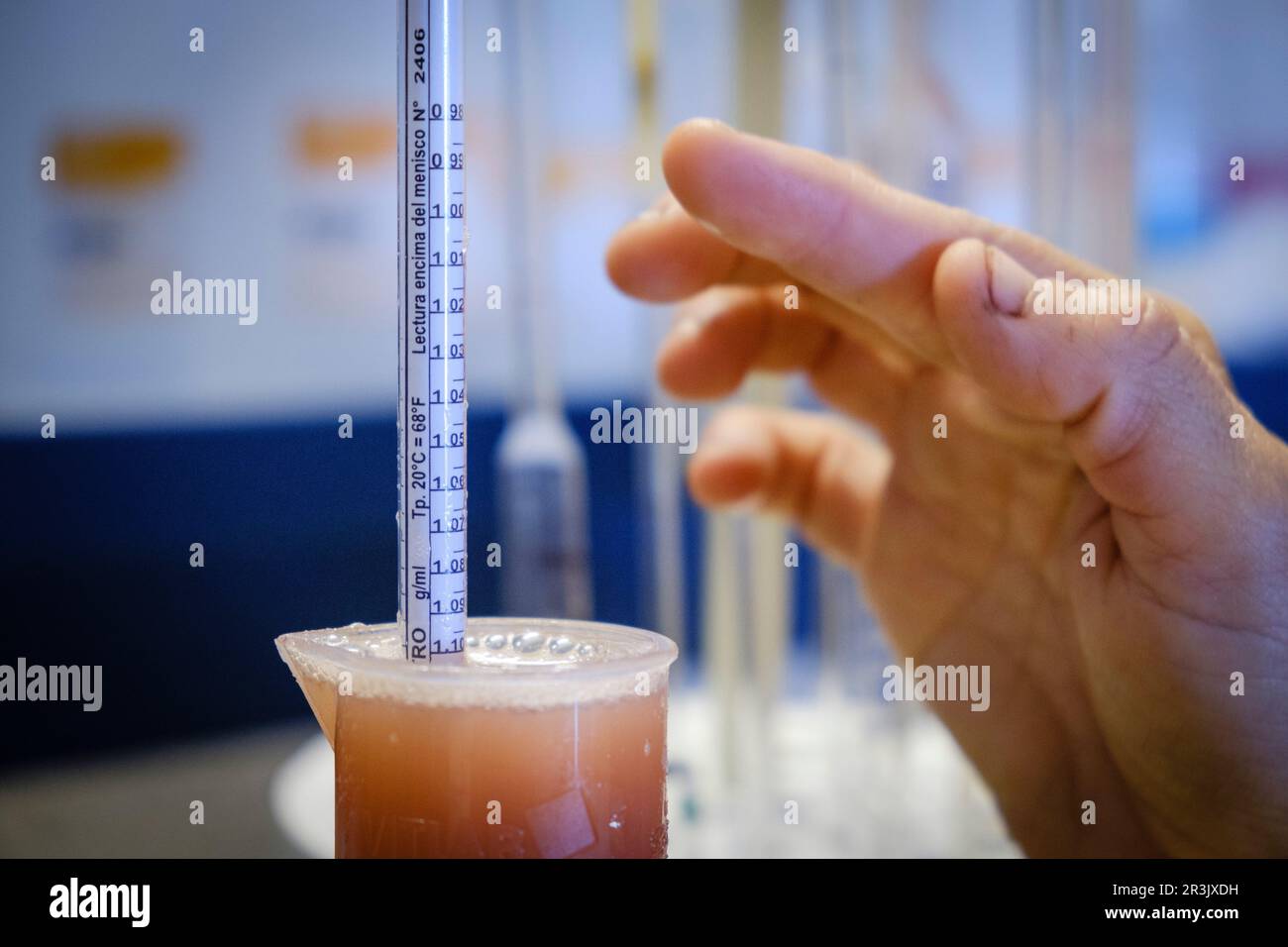 comprobando la densidad del mosto, Celler Mesquida-Mora, Porreres ...