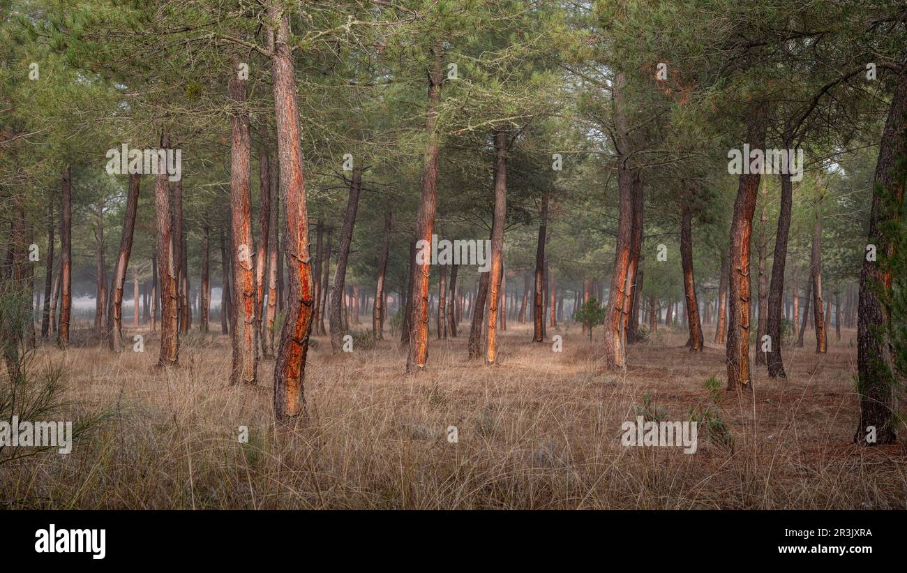 árbol de coca hi-res stock photography and images - Alamy