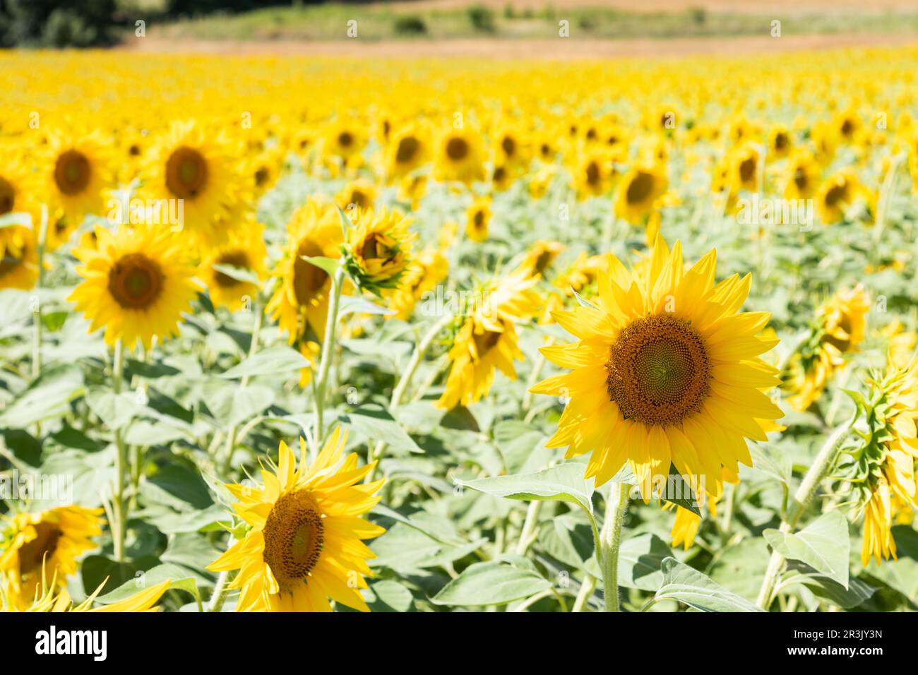 Sunflower field tuscany italy hi-res stock photography and images - Alamy