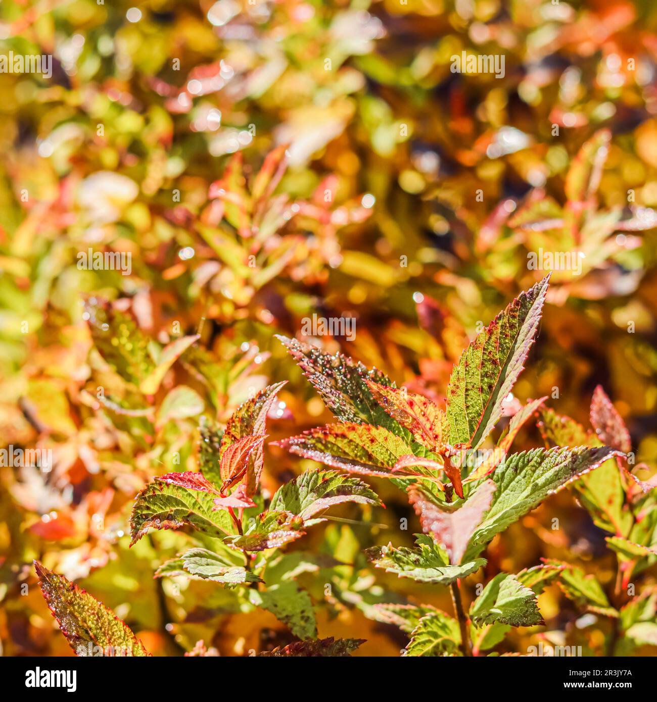 Yellow red spiraea japonica hi-res stock photography and images - Alamy