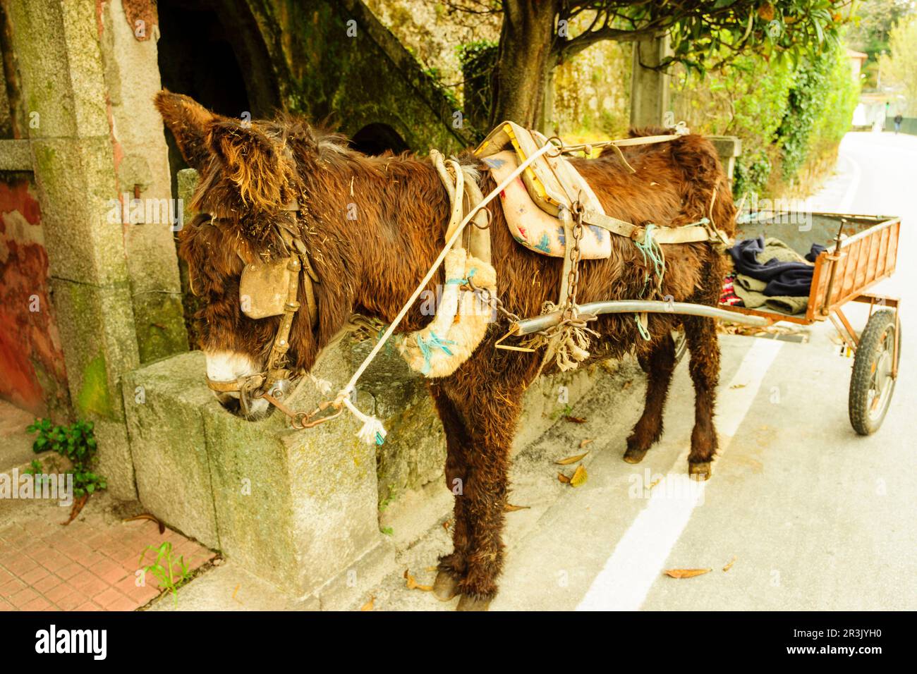 carrito tirado por un burro,Gouveia,Serra Da Estrela, Beira Alta ...