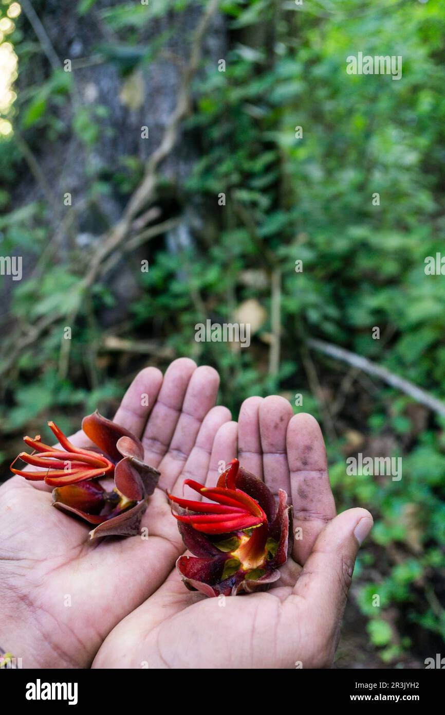 flores de arbol Canoj,bosque nuboso en las laderas del volcán Tolimán ...
