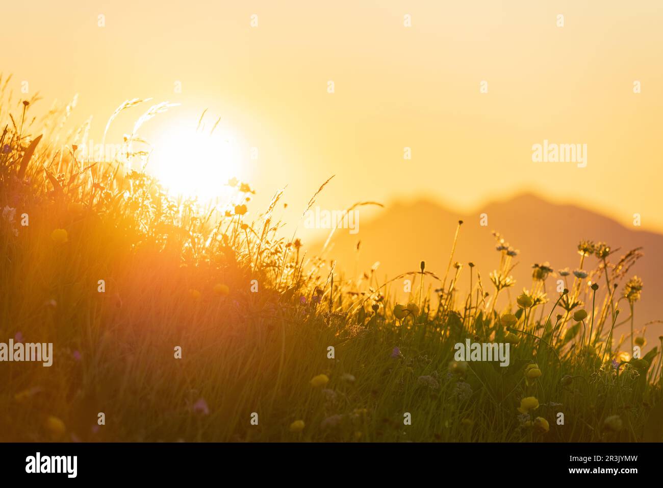 Direct sunlight hi-res stock photography and images - Alamy