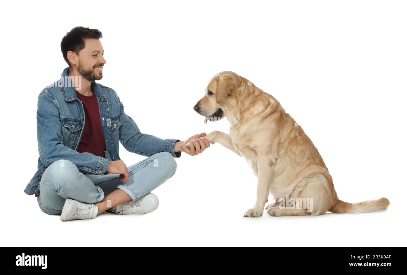 Cute Labrador Retriever giving paw to happy man on white background ...