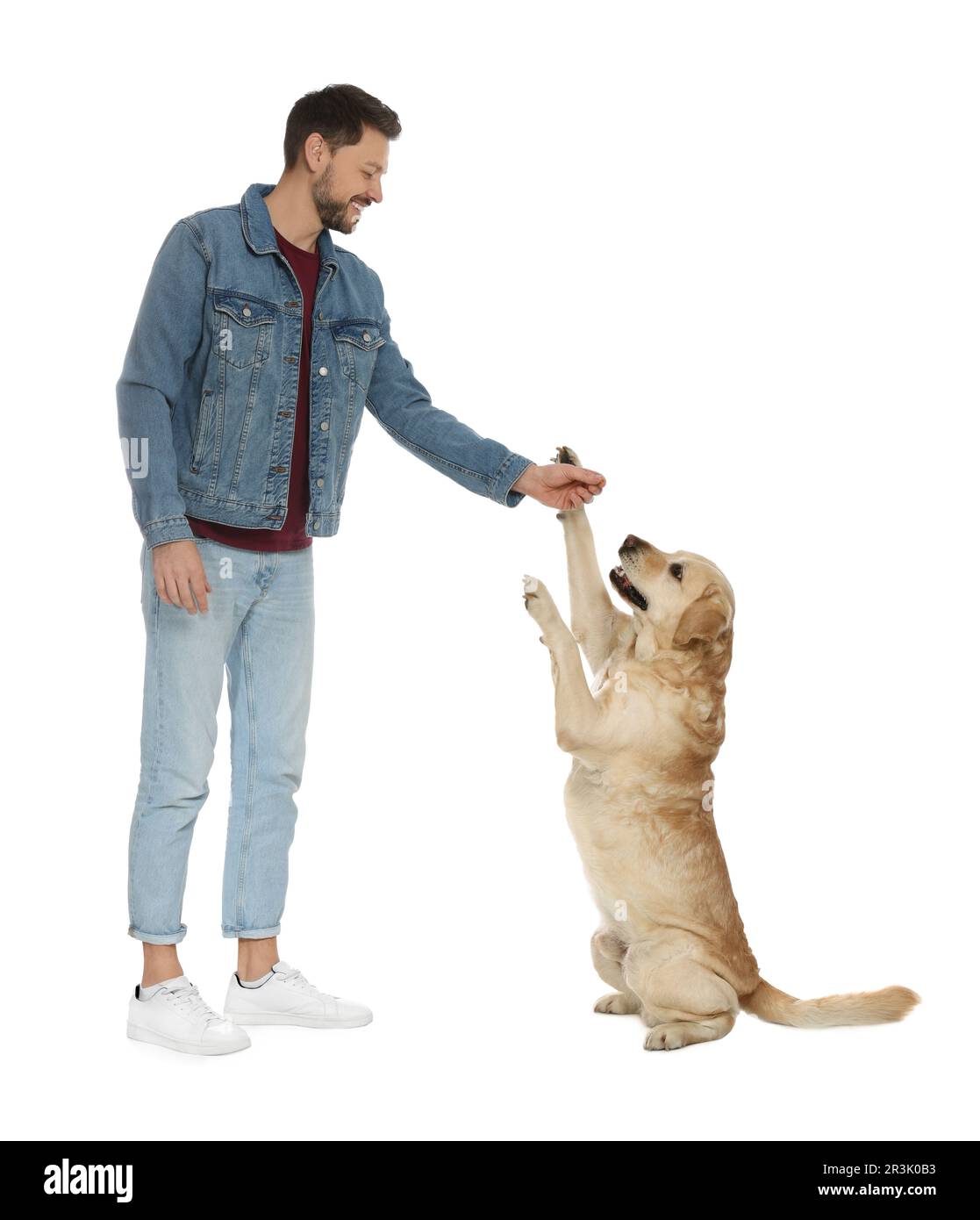 Cute Labrador Retriever giving paw to happy man on white background ...