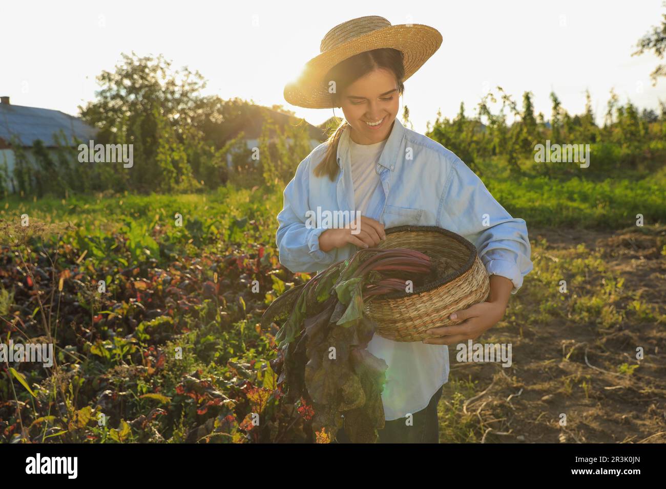 Adult woman harvest beets hi-res stock photography and images - Alamy