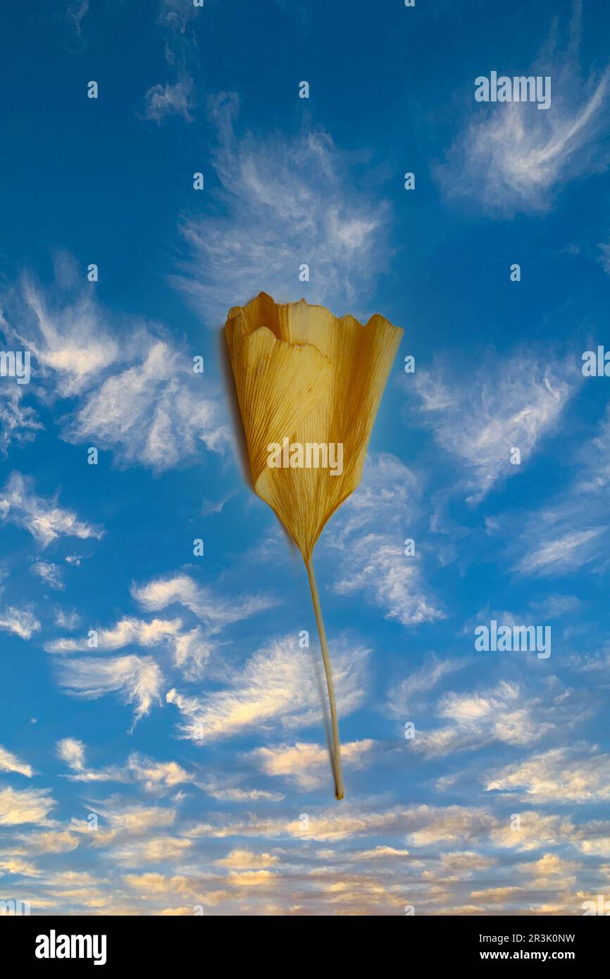 Modern Japanese ginkgo biloba leaf, isolated cloud with fluffed clouds ...