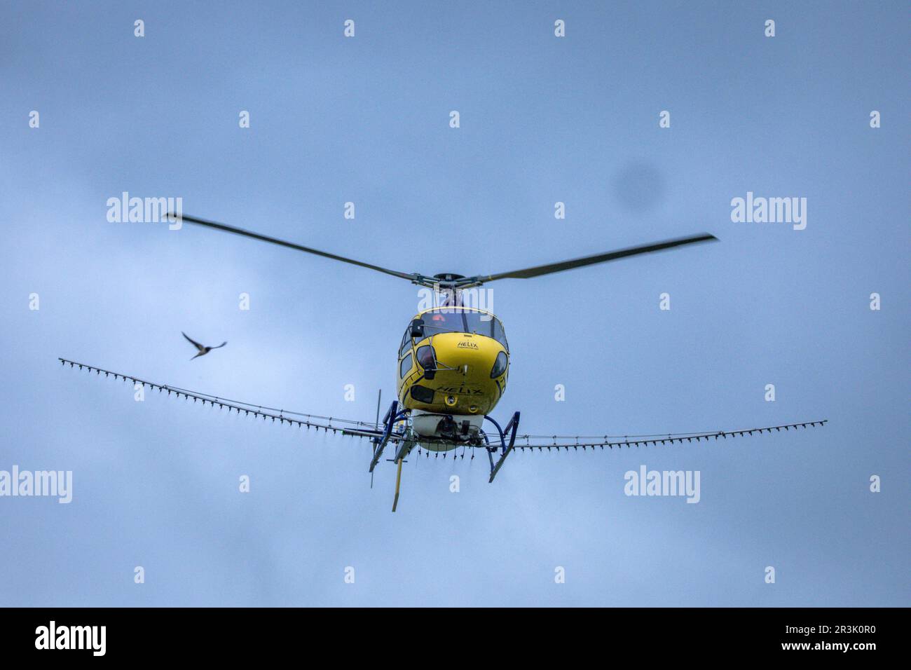 Parchim, Germany. 24th May, 2023. A special helicopter sprays the ...