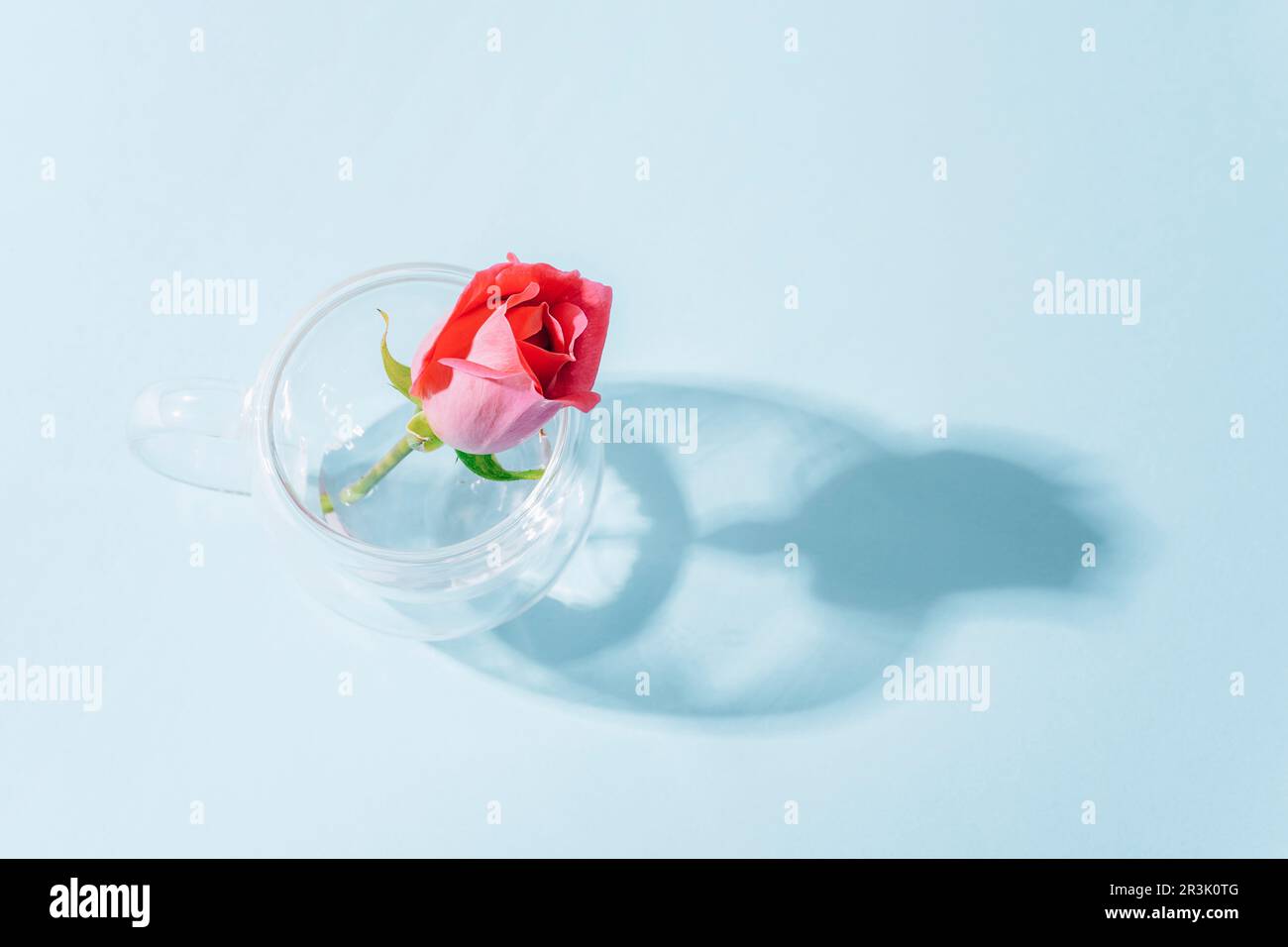 Top view rose glass hi-res stock photography and images - Alamy