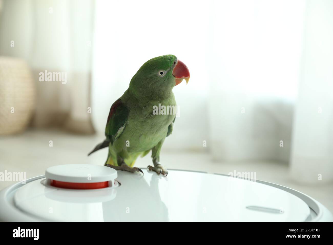 Modern robotic vacuum cleaner and Alexandrine parakeet on floor indoors ...