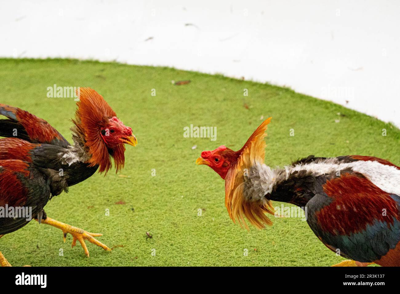 Gallos De Pelea Un Gallo Con Un Cuchillo Mata A Su Dueño Durante