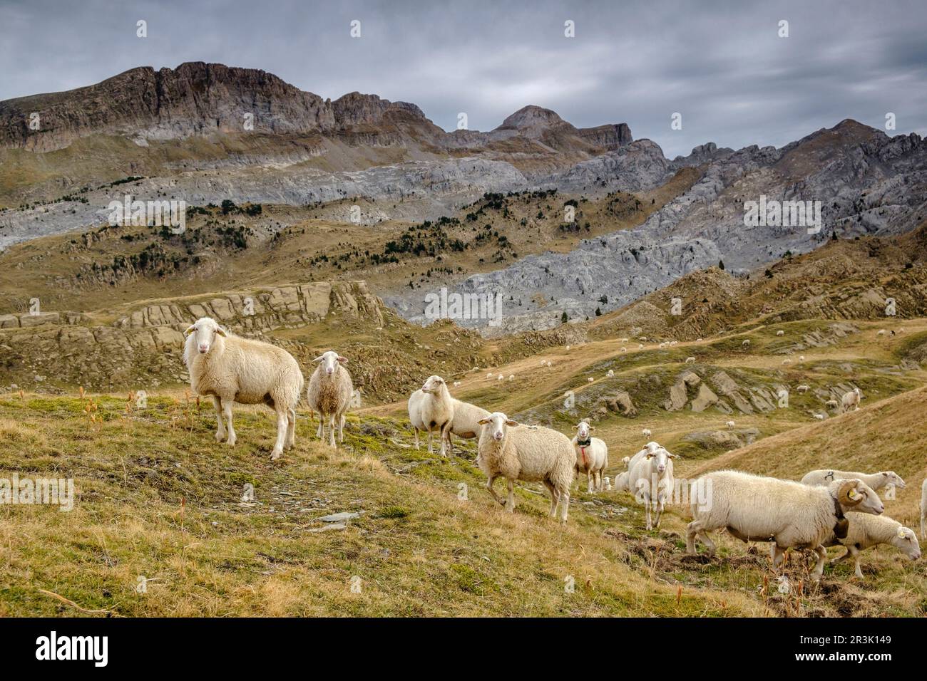 rebaño de ovejas, Linza, Parque natural de los Valles Occidentales ...