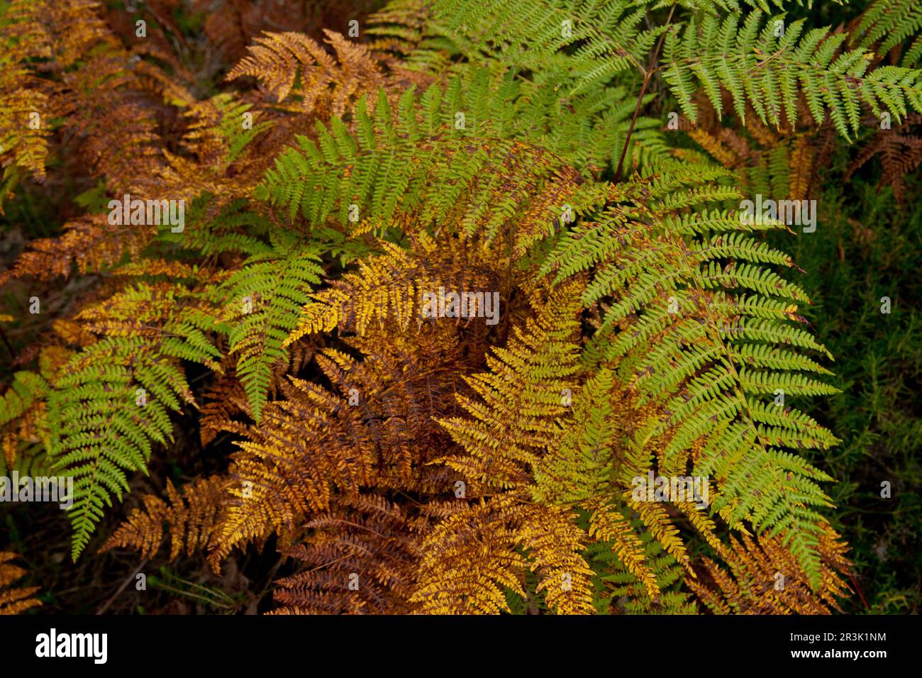 Helecho comun hi-res stock photography and images - Alamy
