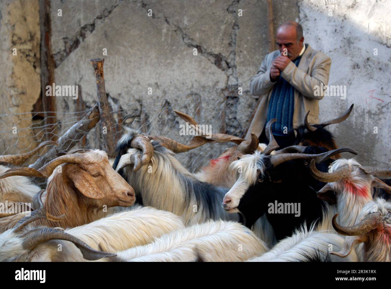 Cattle fair during the feast of sacrifice. Safranbolu ( Unesco World ...