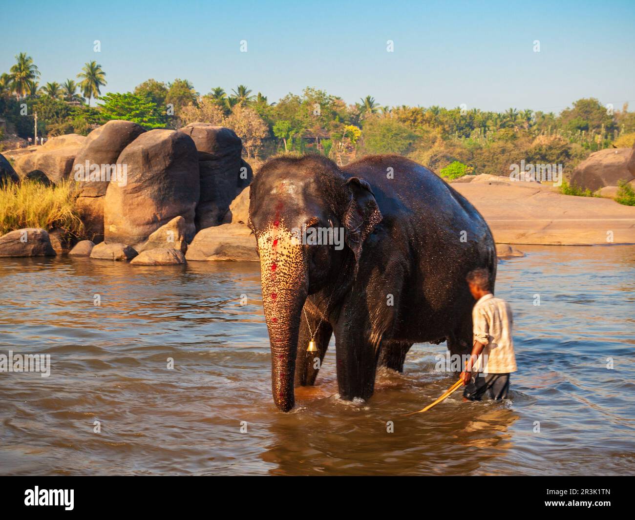 Unidentified Man Washing Elephant In The River In Hampi In India Stock
