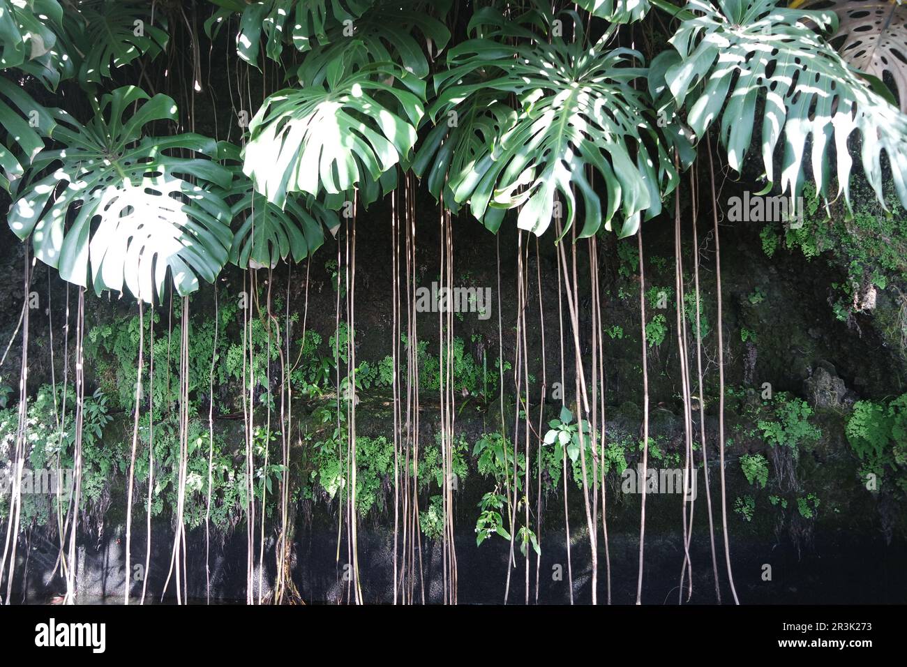 Philodendron with aerial roots, Madeira Stock Photo - Alamy