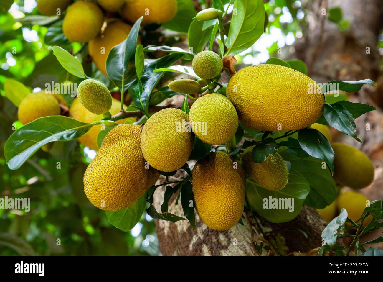 Jackfruit tree with big ripe fruits in India Stock Photo - Alamy