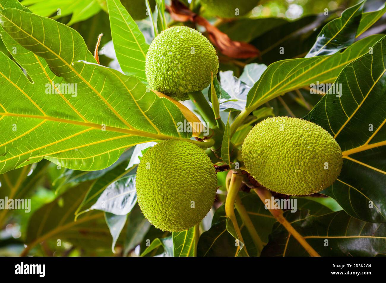 Big and ripe fruits on the breadfruit tree in Asia Stock Photo - Alamy