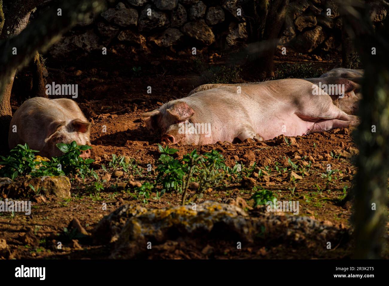 pigs napping, Alaior, Menorca, Balearic Islands, Spain Stock Photo - Alamy
