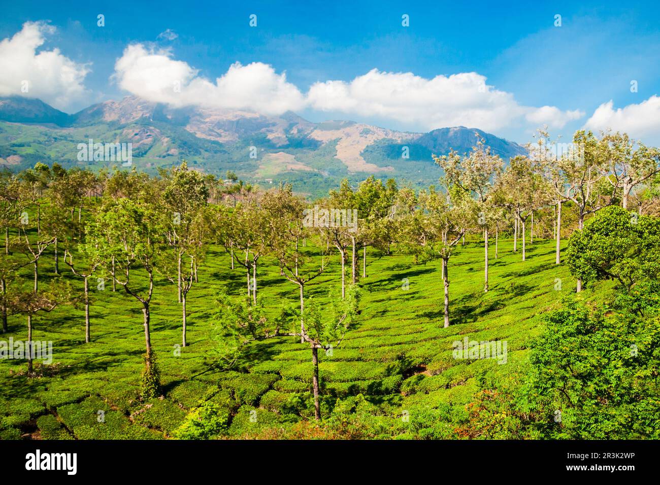 Amazing landscape view of tea plantation nature background Stock Photo ...