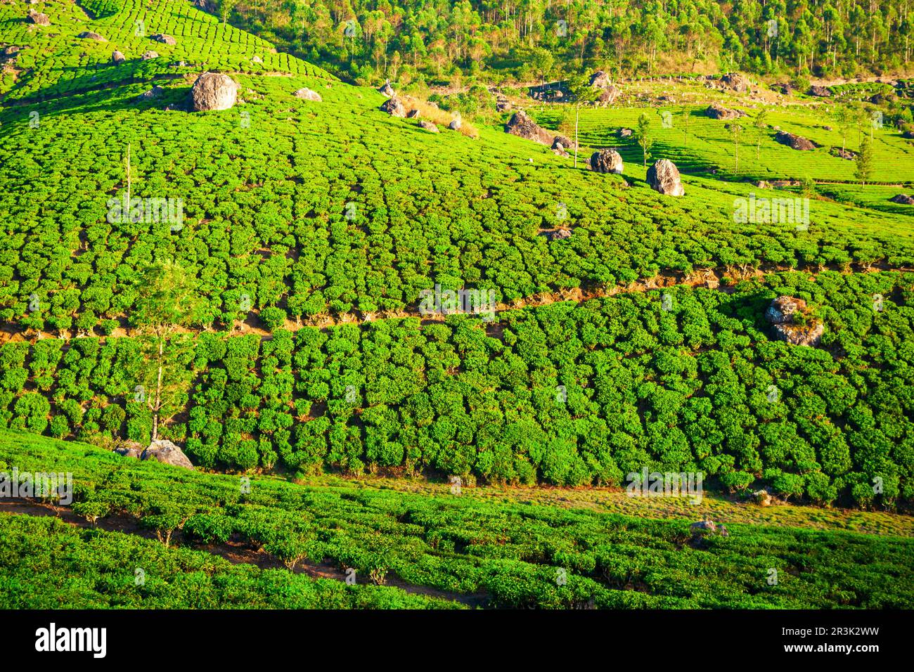 Amazing landscape view of tea plantation nature background Stock Photo ...