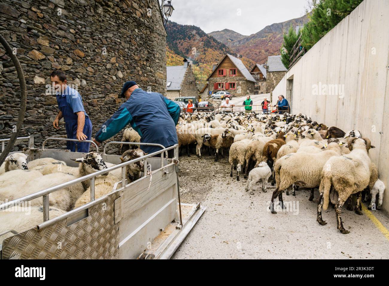 Cordillera de ovejas hi-res stock photography and images - Alamy