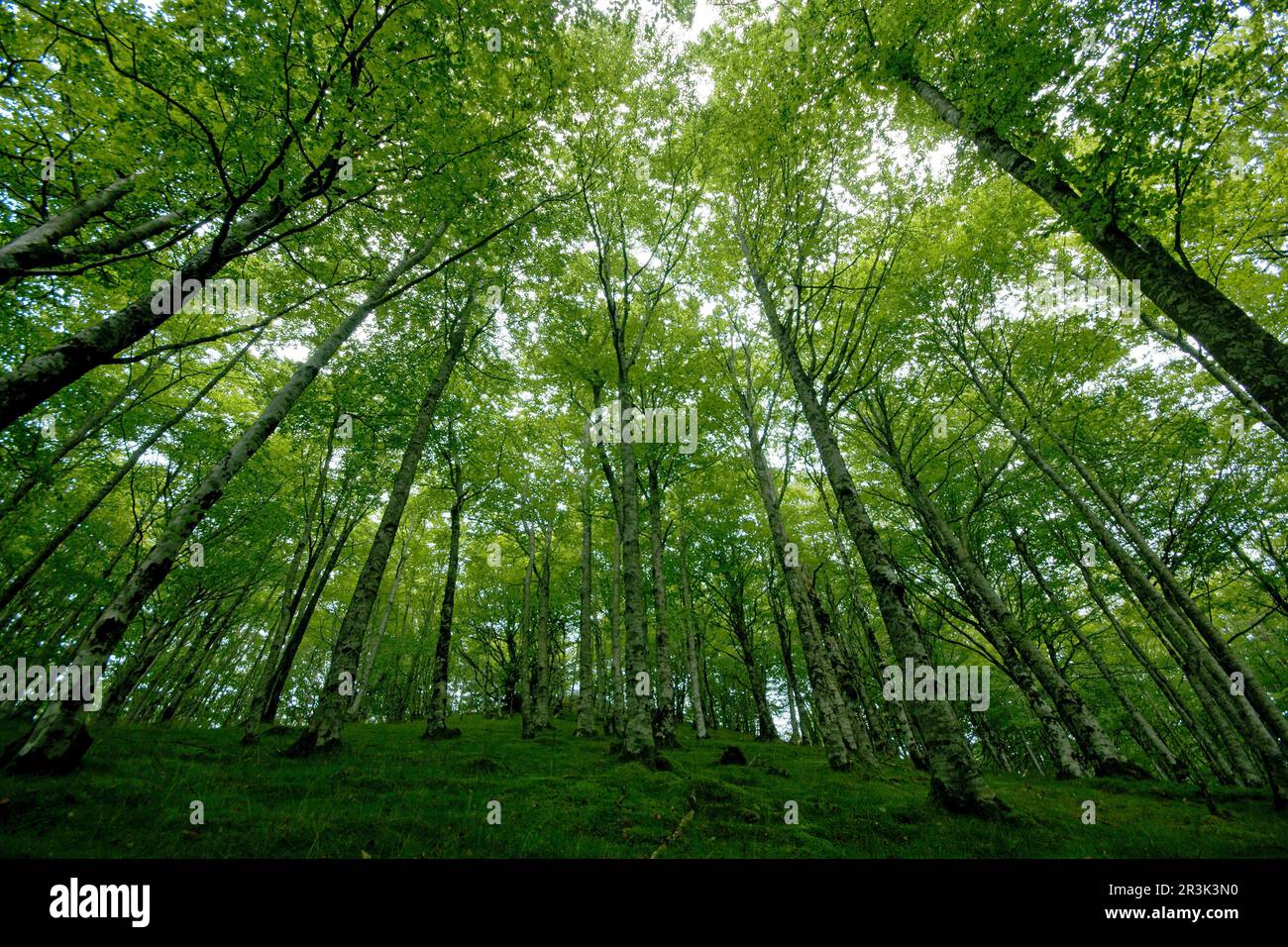Hayedo. Puerto de Urquiaga.Sendero de gran recorrido GR11.Baztan ...