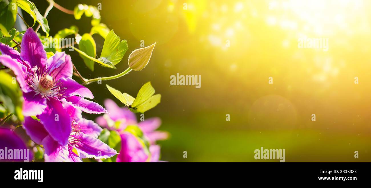 Summer banner green butterflies hi-res stock photography and images - Alamy
