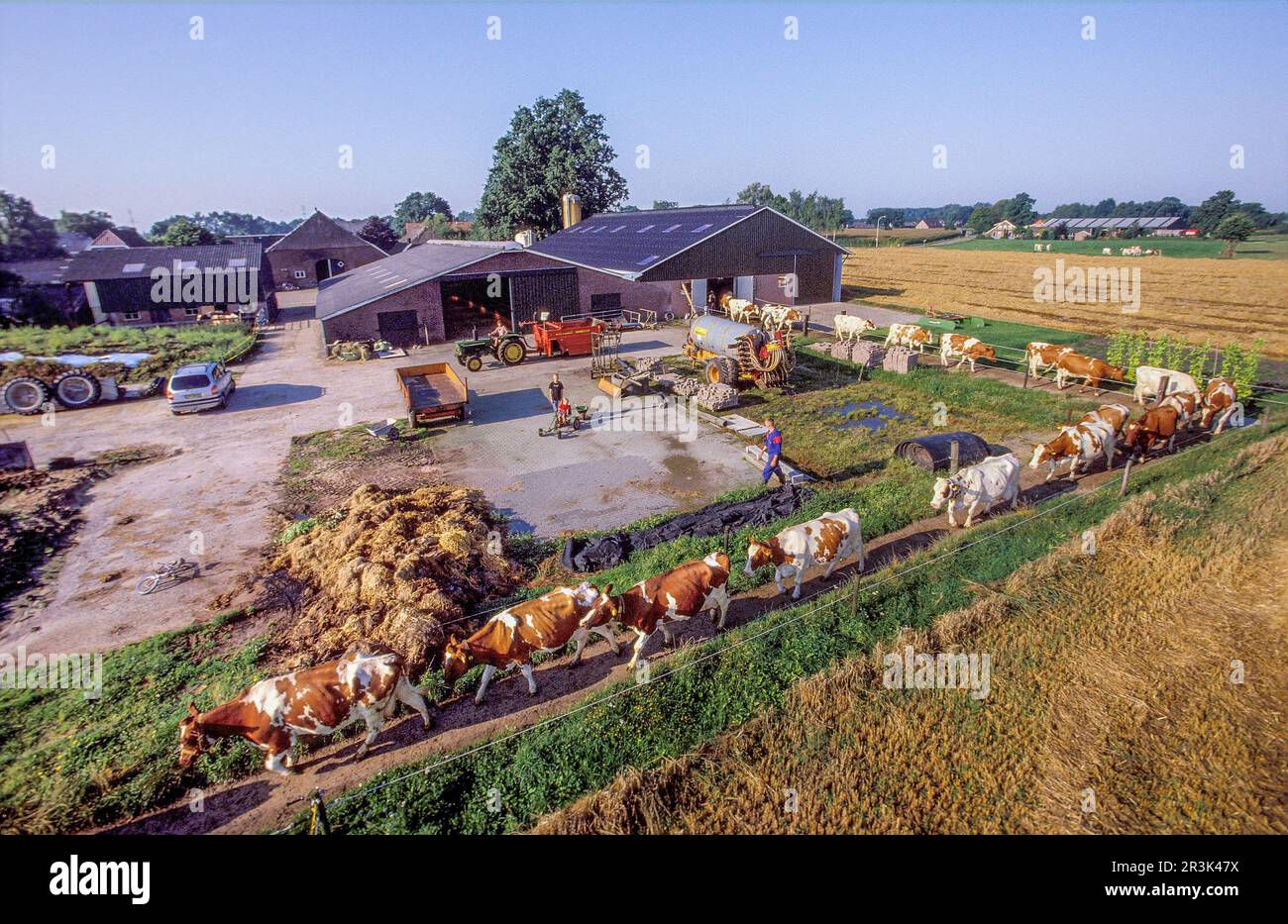 Netherlands, a farmer's family in front of their farm, the cows are ...