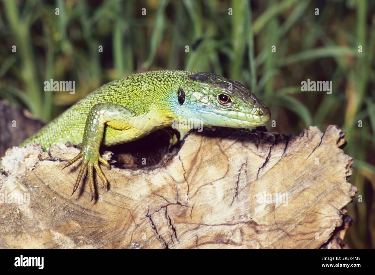 adult specimen of western green lizard warms up in the sun, Lacerta ...