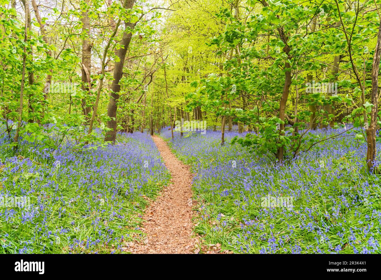 Bluebell season uk hi-res stock photography and images - Alamy