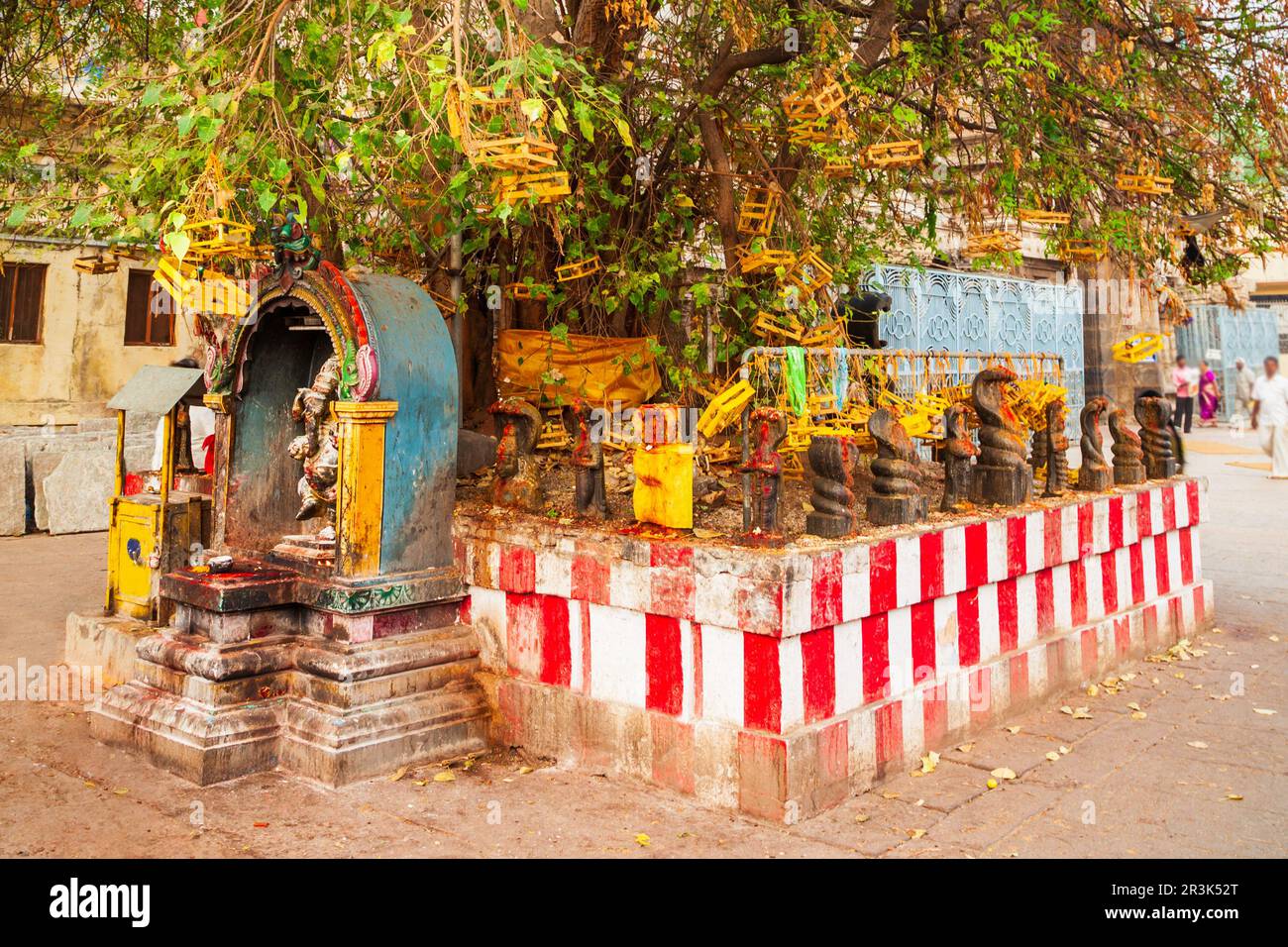 Holy tree near the Meenakshi Amman Temple is a historic hindu temple ...