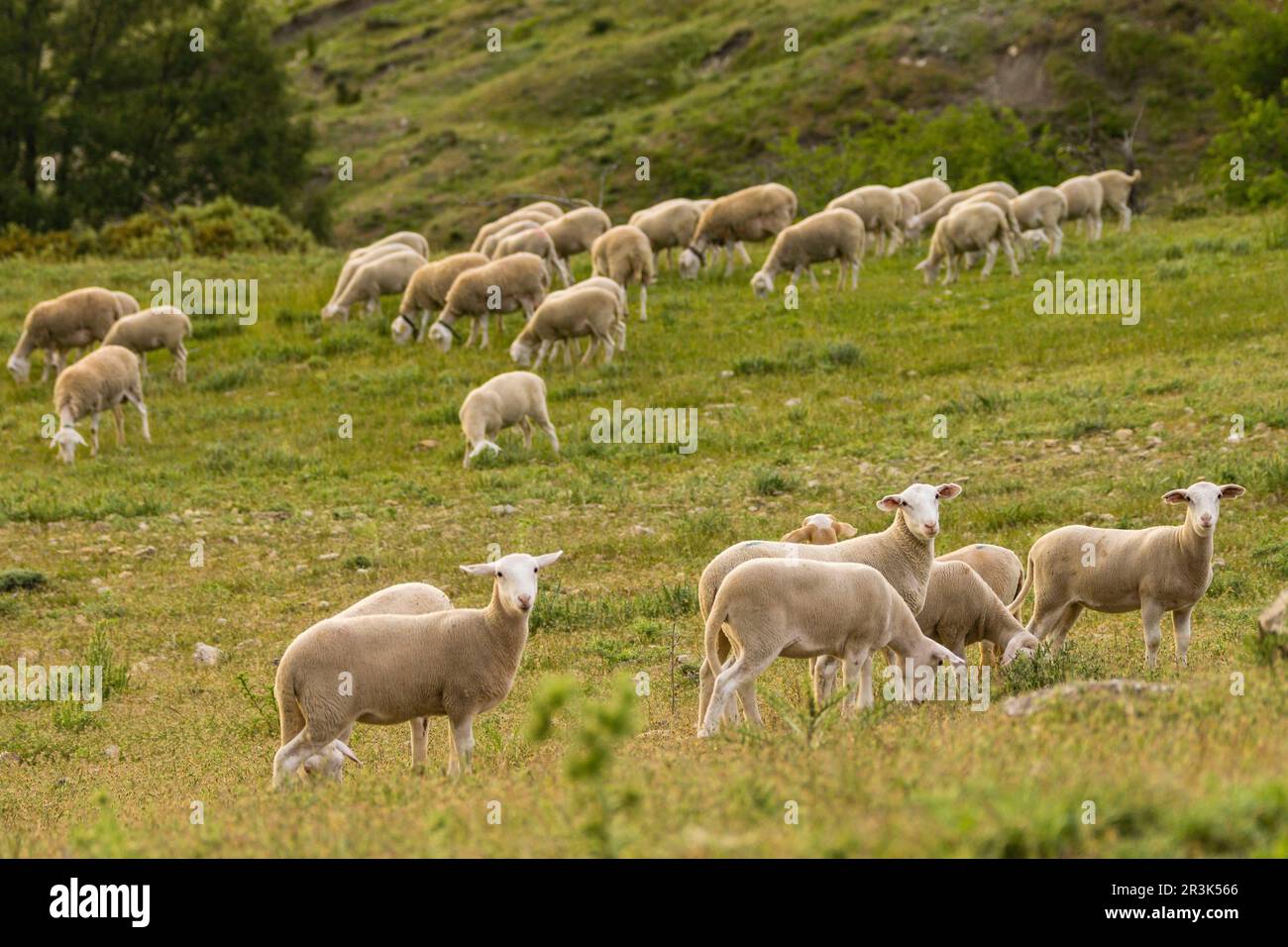Body of dead sheep hi-res stock photography and images - Alamy