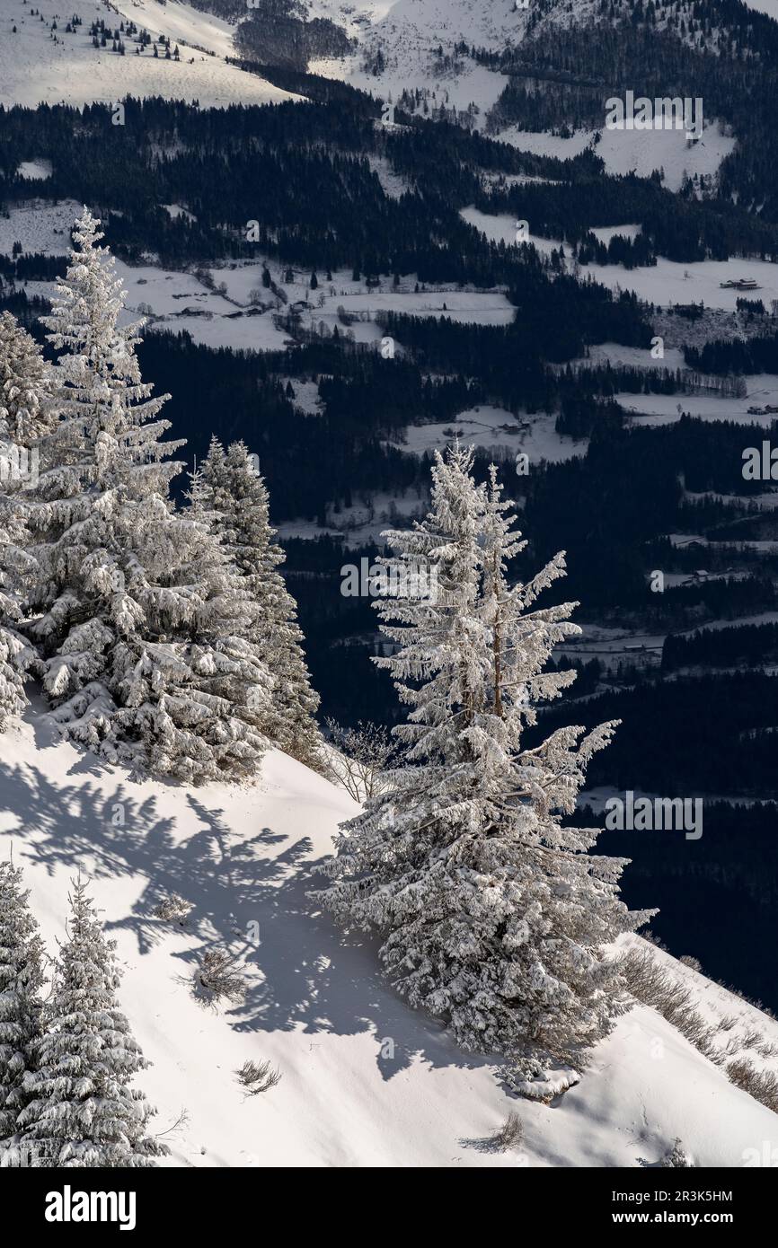 Step Mountain in deep snow in winter in national park berchtesgadener ...