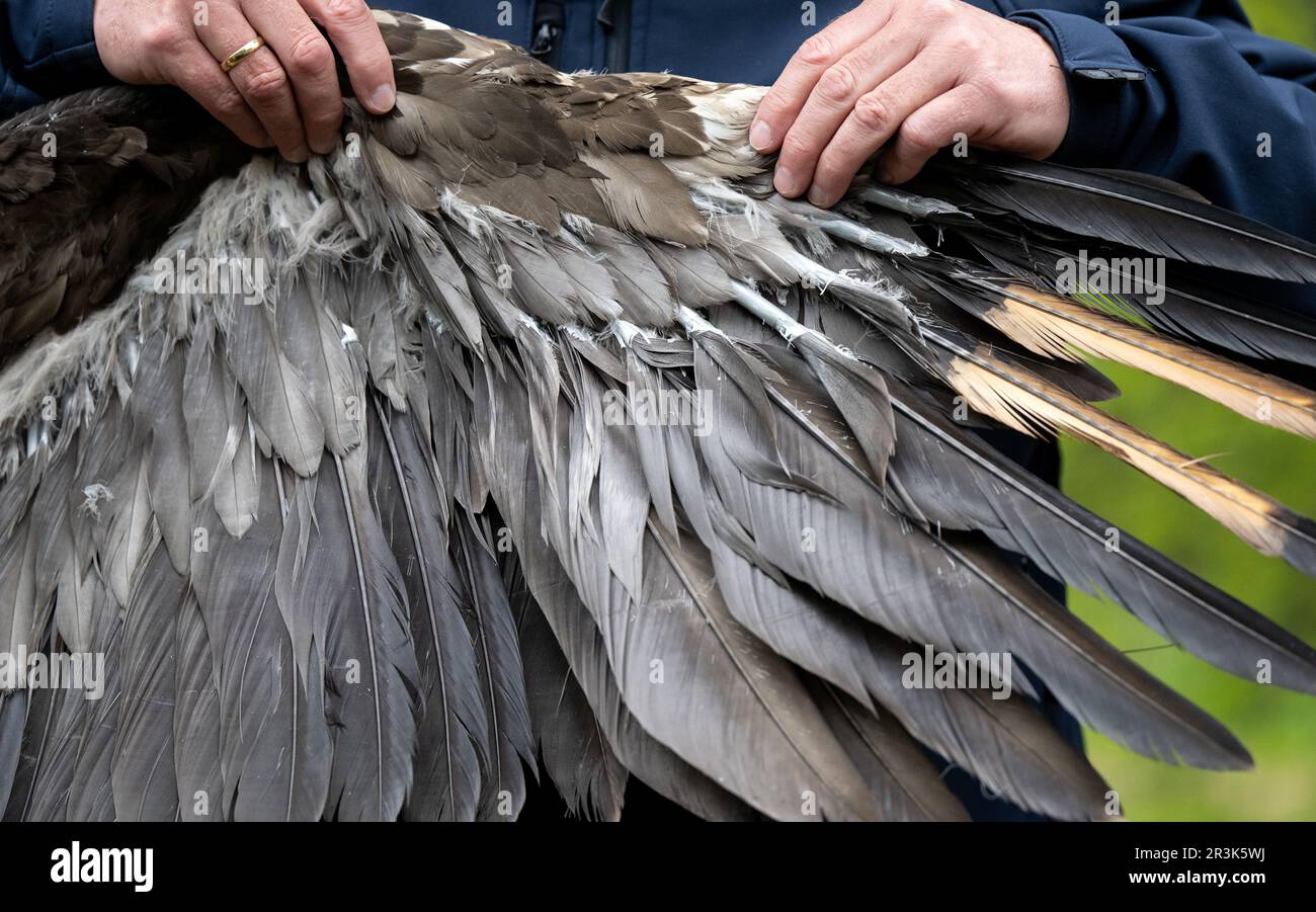 Ramsau Bei Berchtesgaden, Germany. 24th May, 2023. Staff in ...