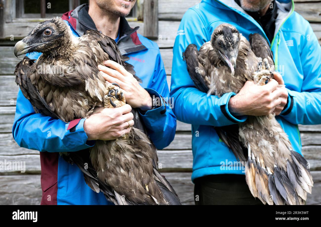Ramsau Bei Berchtesgaden, Germany. 24th May, 2023. Employees in the ...