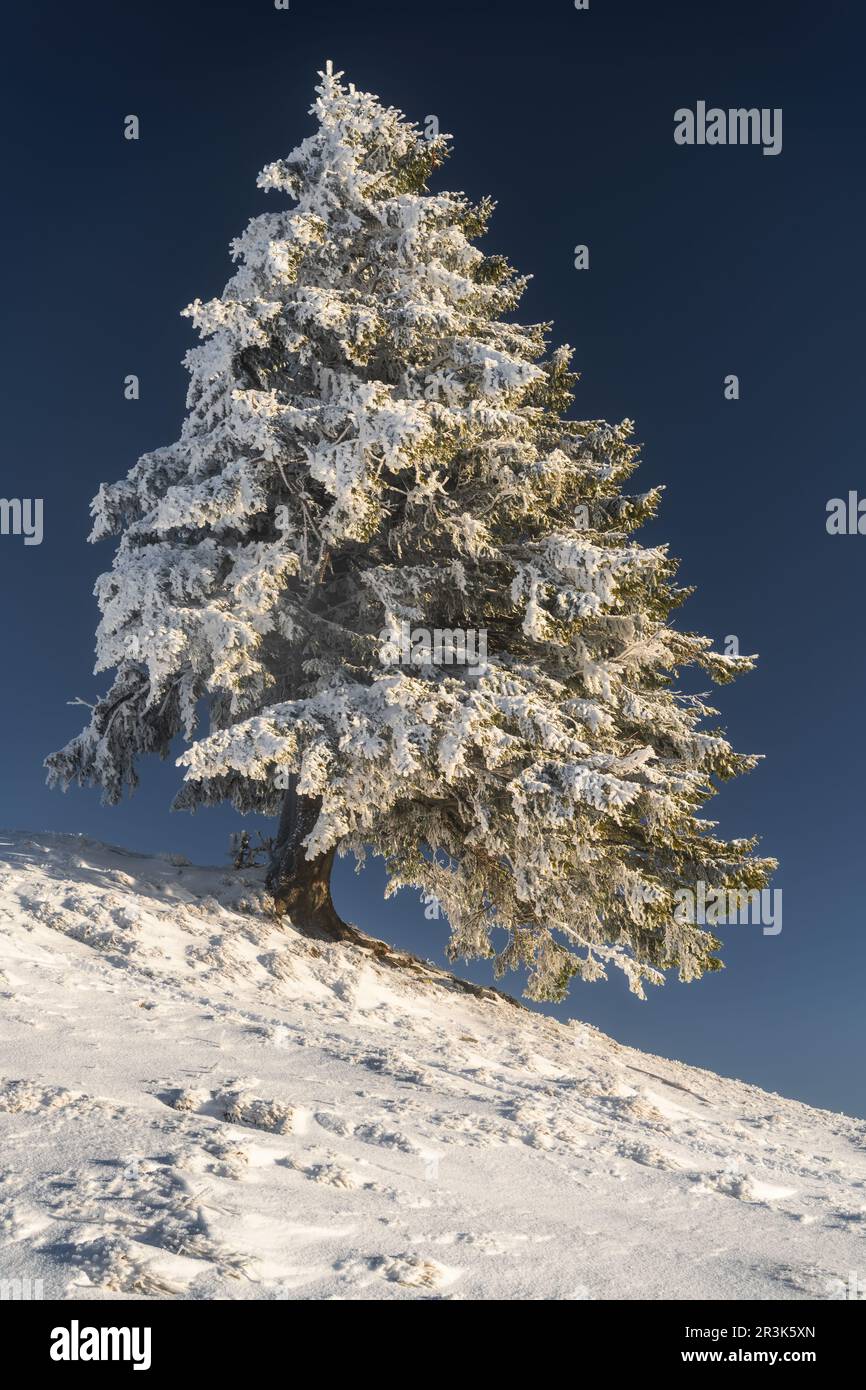 Tannheimer valley above the clouds at sunrise in winter with fresh deep ...