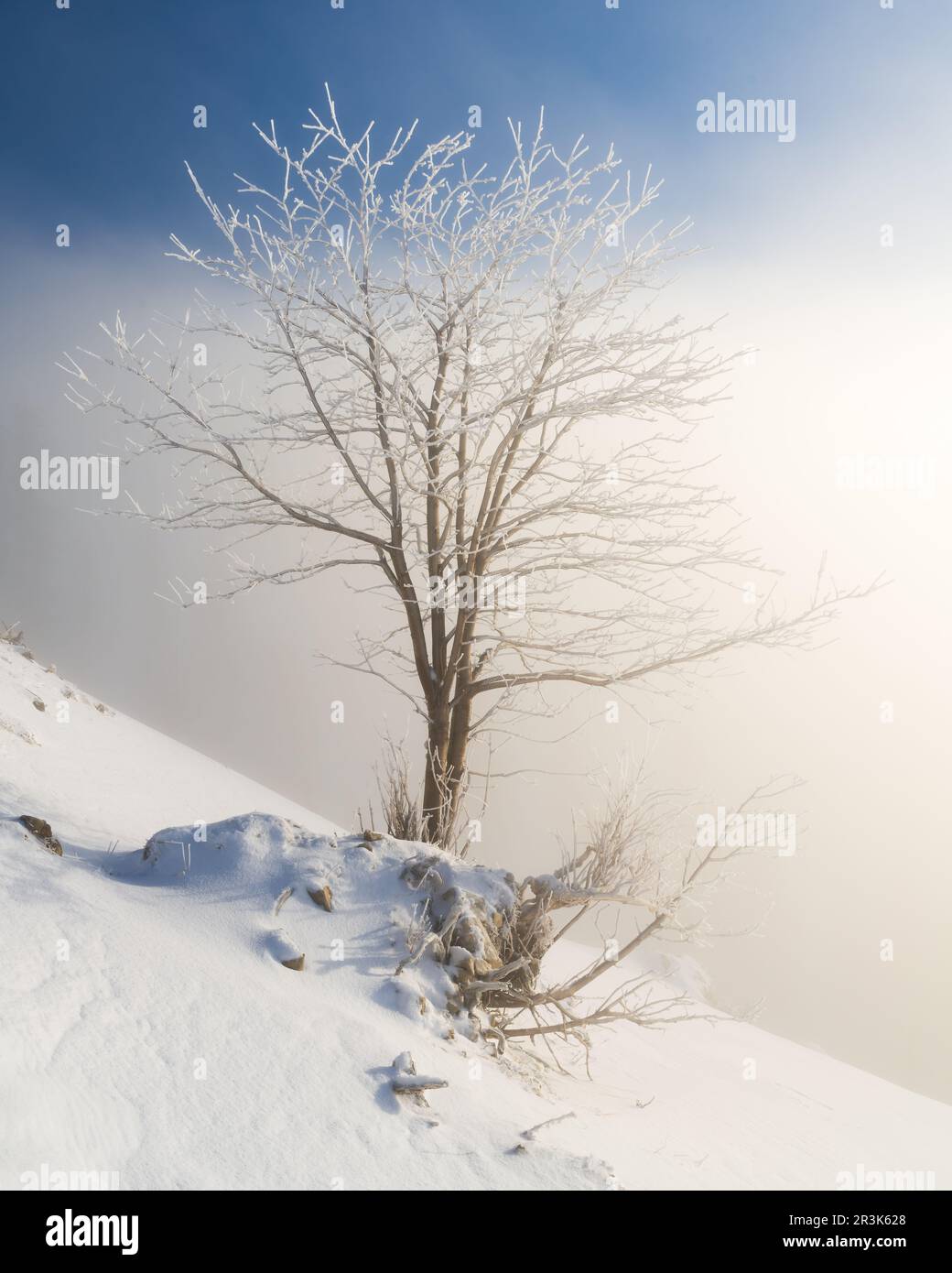 Tannheimer Tal tree in winter over the clouds at sunrise Stock Photo ...
