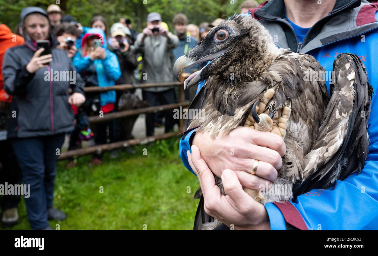 Ramsau Bei Berchtesgaden, Germany. 24th May, 2023. A staff member at ...