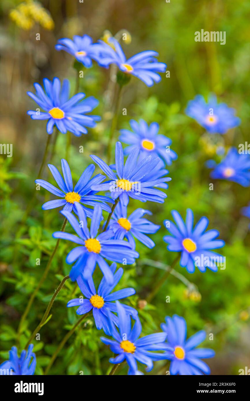 Blue Wild flowers on coastal mountainside in Cape Town Stock Photo - Alamy