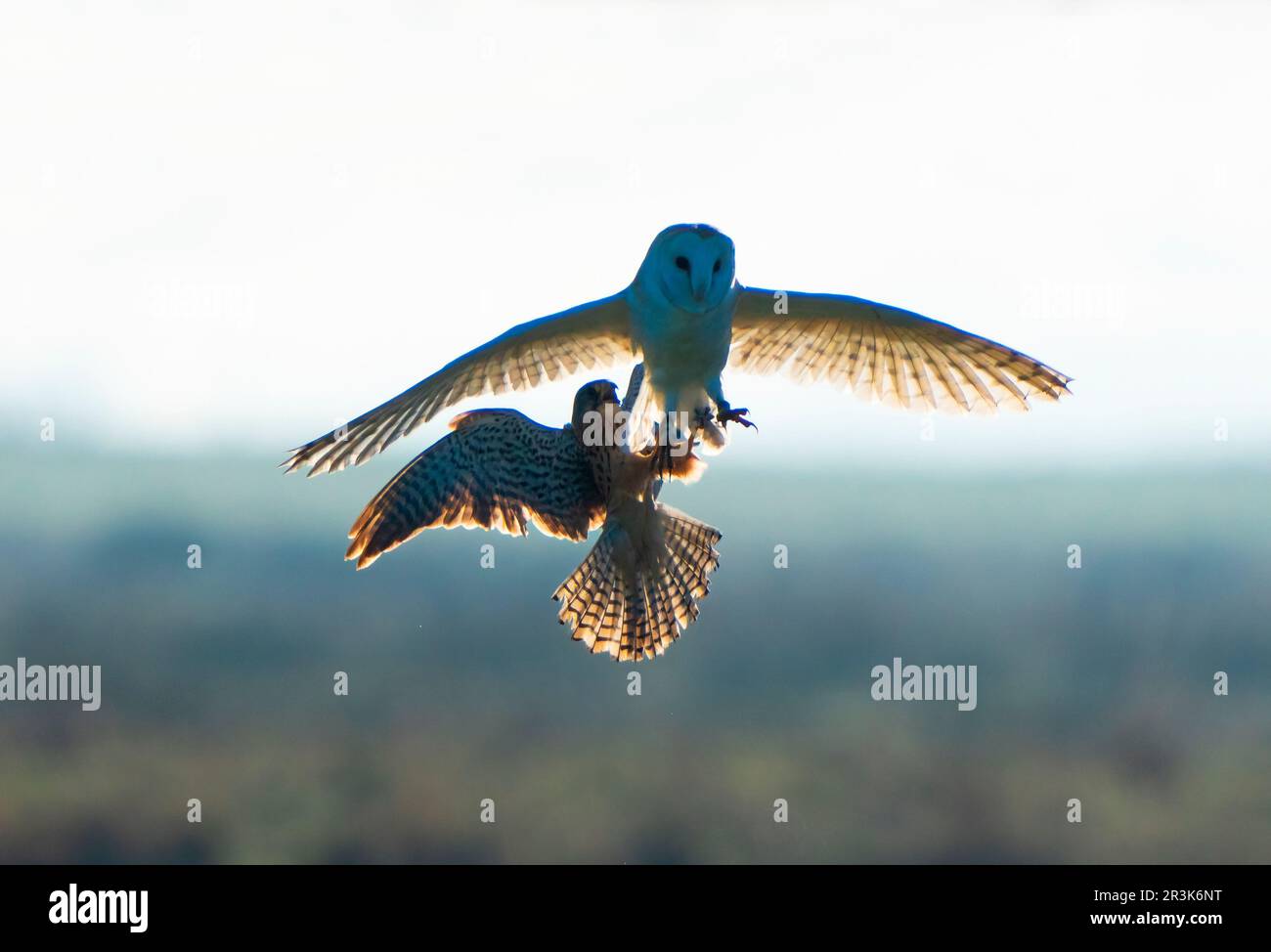 Barn owl (Tyto alba) and Kesterl (Falco tinnunculus) fighting in the ...